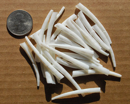 Dentalium smooth 1.5-2 inch – Trinidad Trading Co